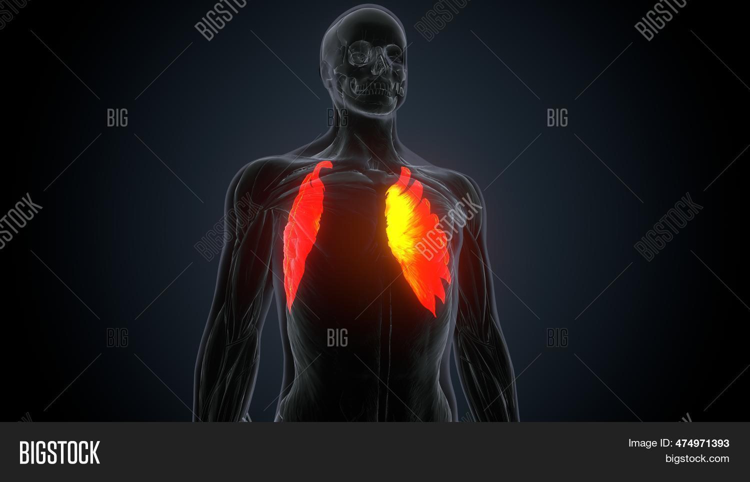 Male Human Body Image & Photo (Free Trial) | Bigstock