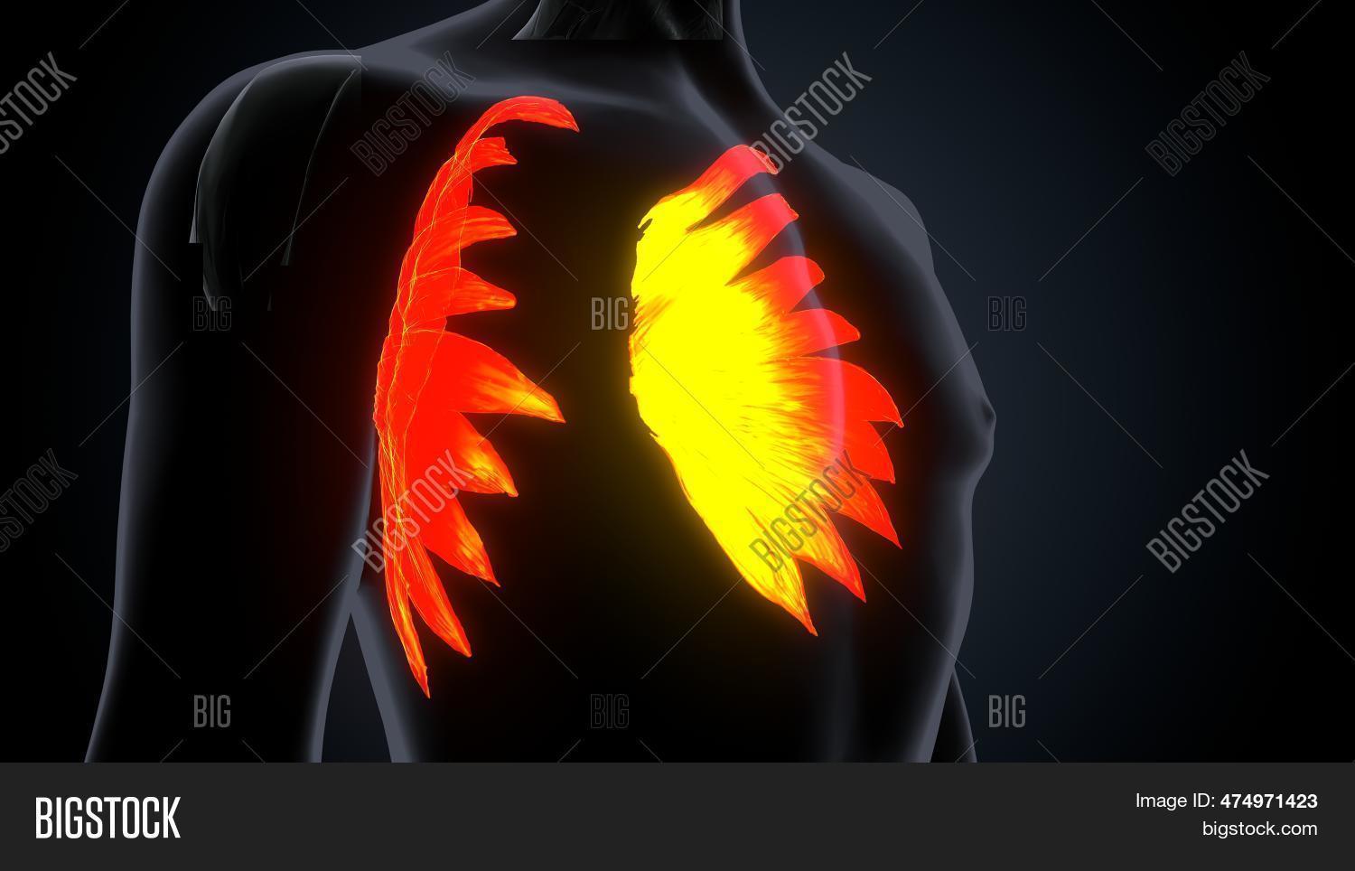 Male Human Body Image & Photo (Free Trial) | Bigstock