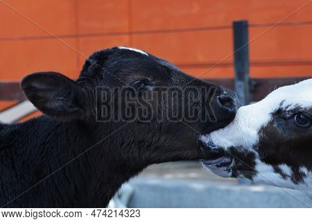 Calves Play Each Other Image & Photo (Free Trial) | Bigstock