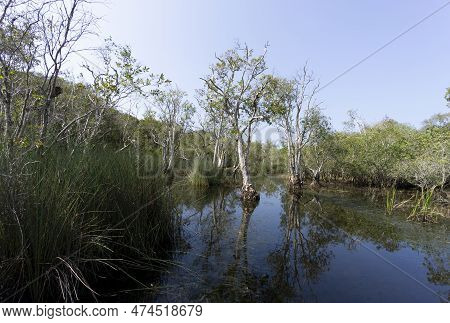 Wetlands Natural Image & Photo (Free Trial) | Bigstock