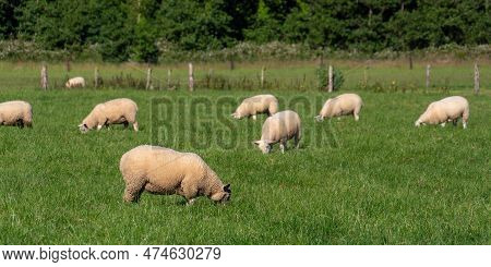 Flock Sheep. Livestock Image & Photo (Free Trial) | Bigstock