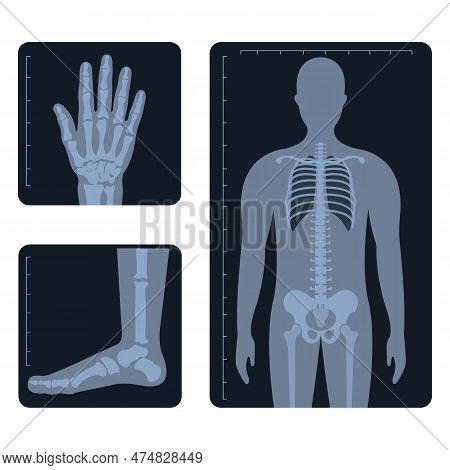 Medical Radiology. Vector & Photo (Free Trial) | Bigstock