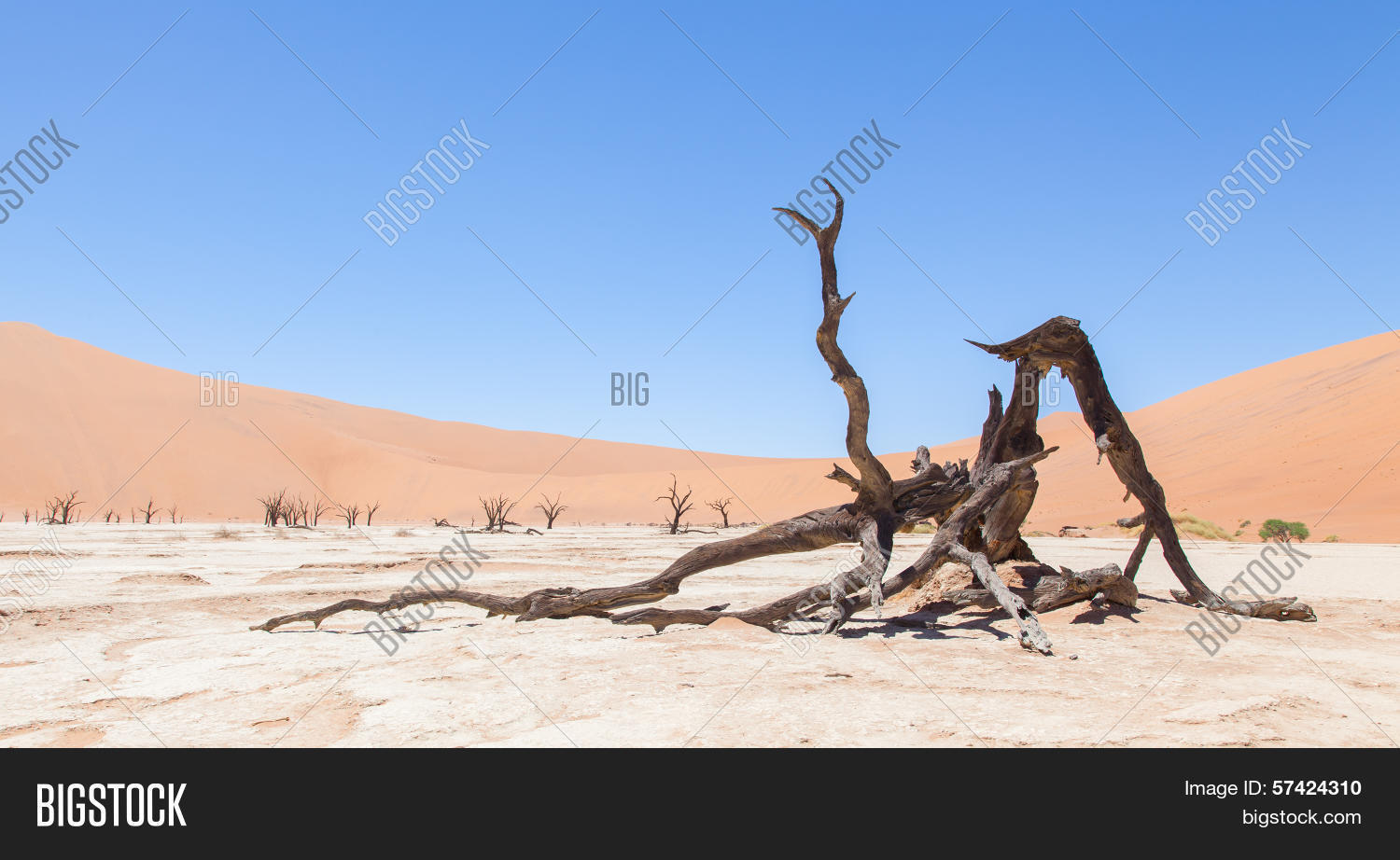 Dead Acacia Trees Red Image & Photo (Free Trial) | Bigstock