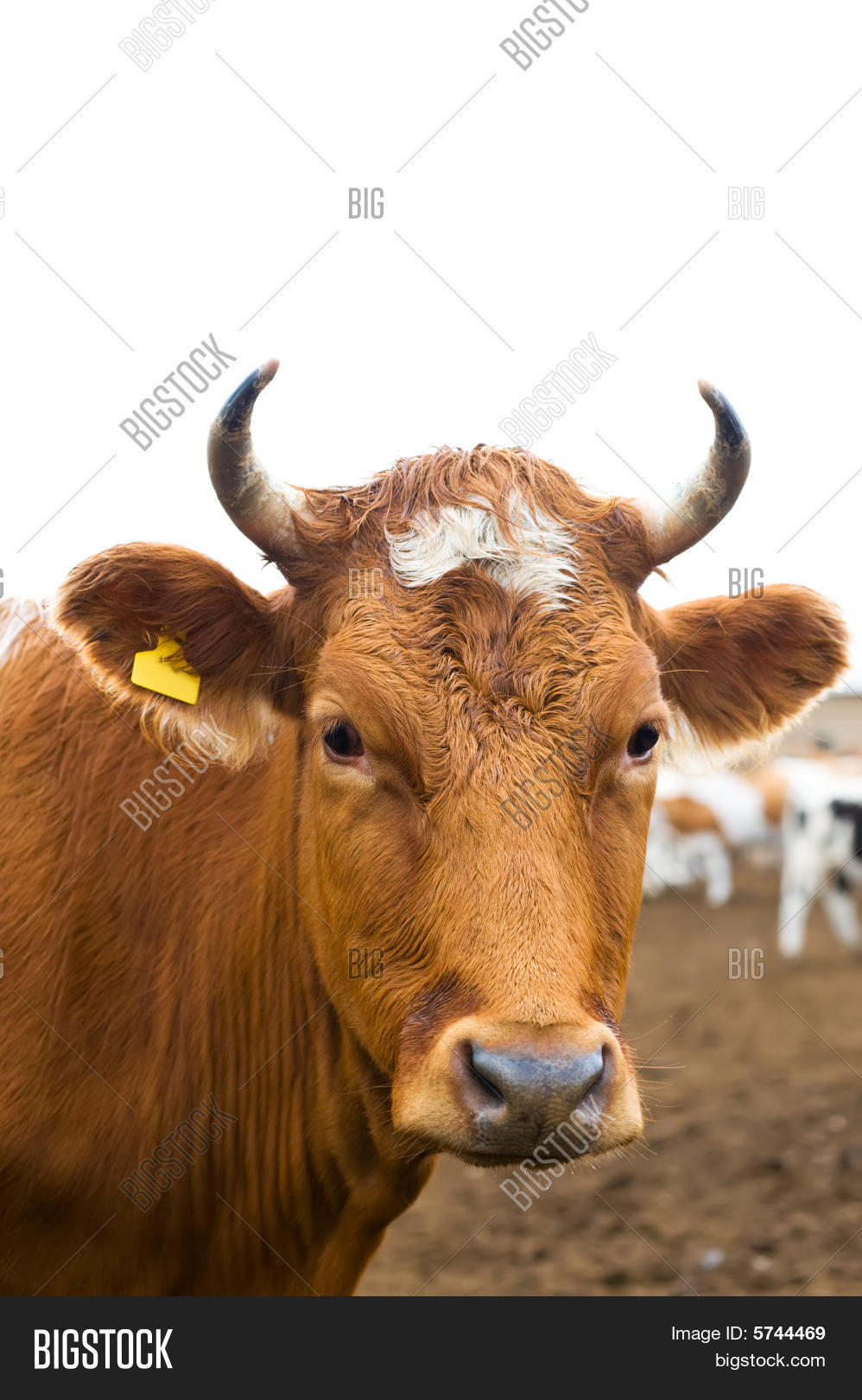 Cows Head Image & Photo (Free Trial) | Bigstock