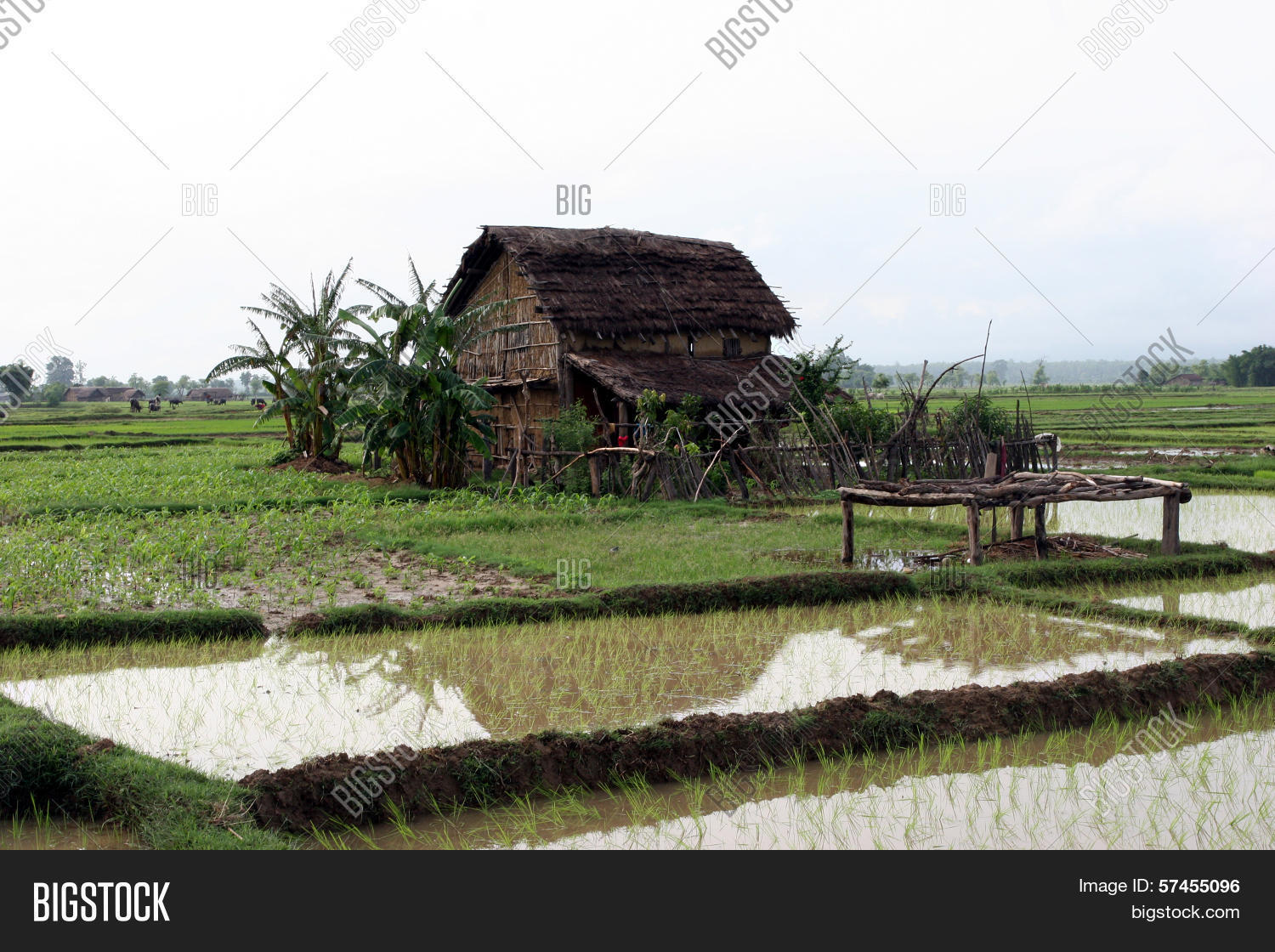 Terai Landscape Nepal Image & Photo (Free Trial) | Bigstock