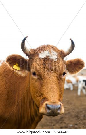 Cows Head Image & Photo (Free Trial) | Bigstock