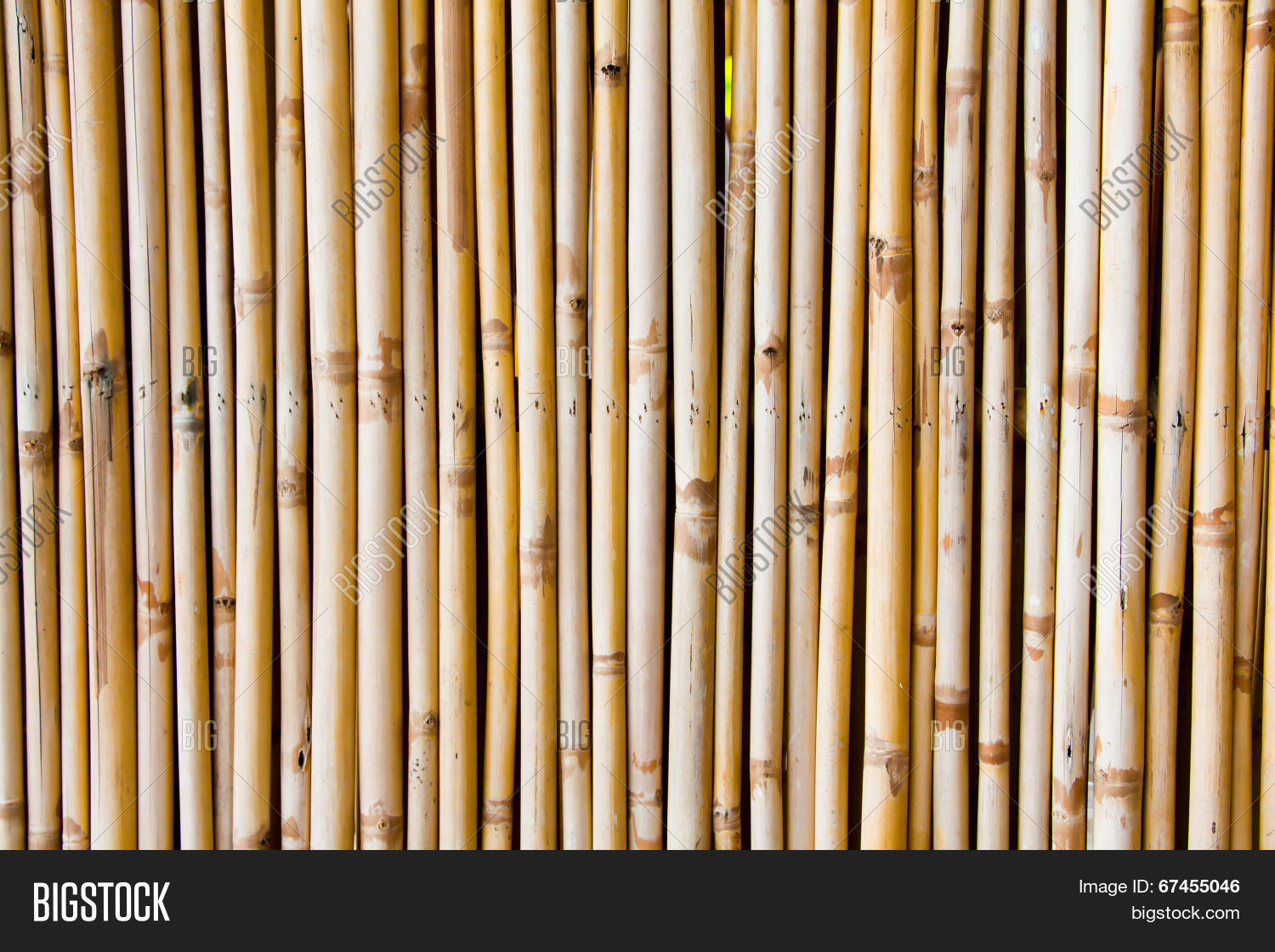 Bamboo Background Image & Photo (Free Trial) | Bigstock