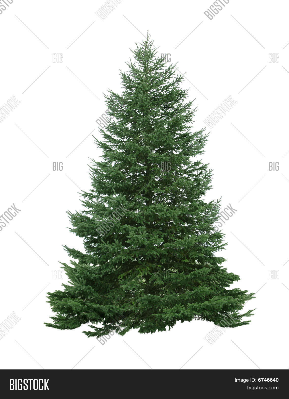 Pine Tree Image & Photo (Free Trial) | Bigstock