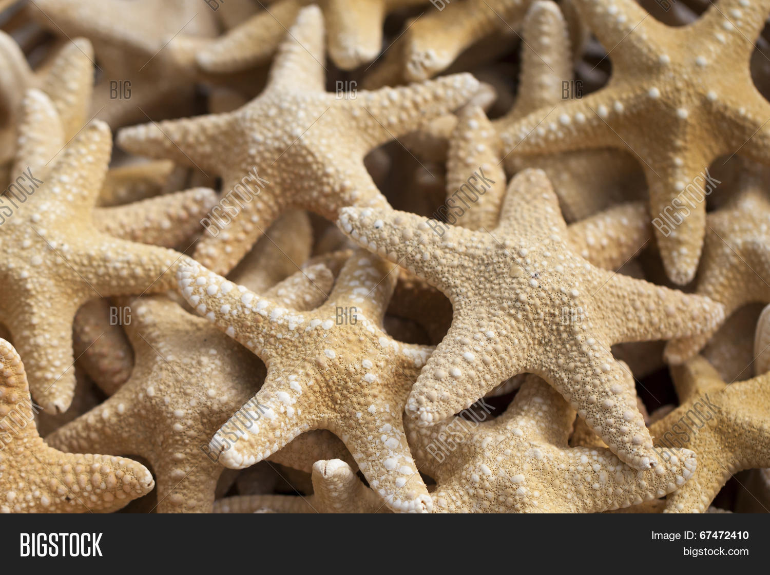 Starfish Seashells Image & Photo (Free Trial) | Bigstock