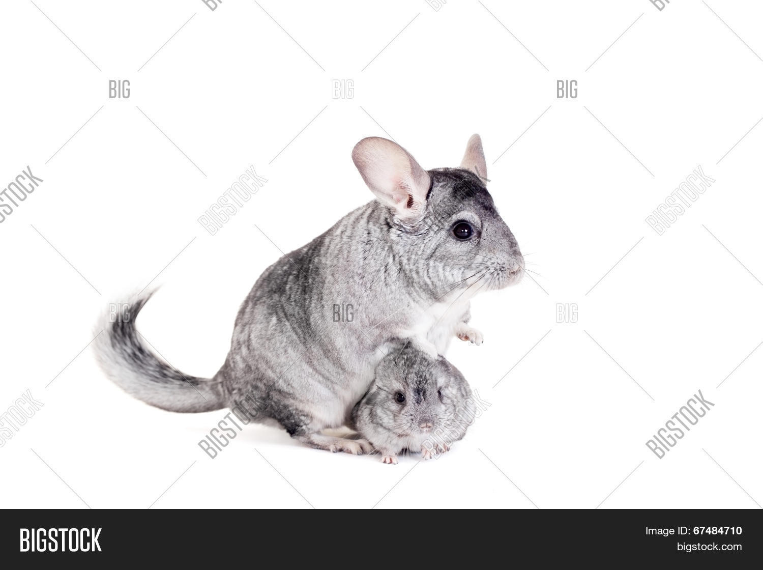 Chinchilla Babies On Image & Photo (Free Trial) | Bigstock
