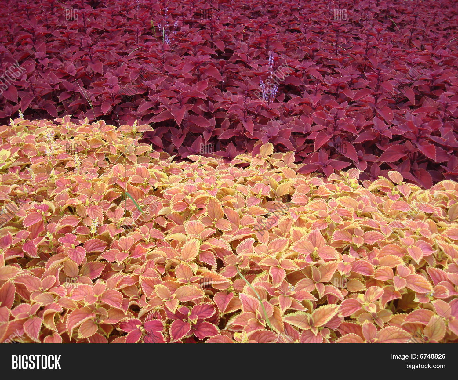 Burgundy Leaf Ground Image & Photo (Free Trial) | Bigstock