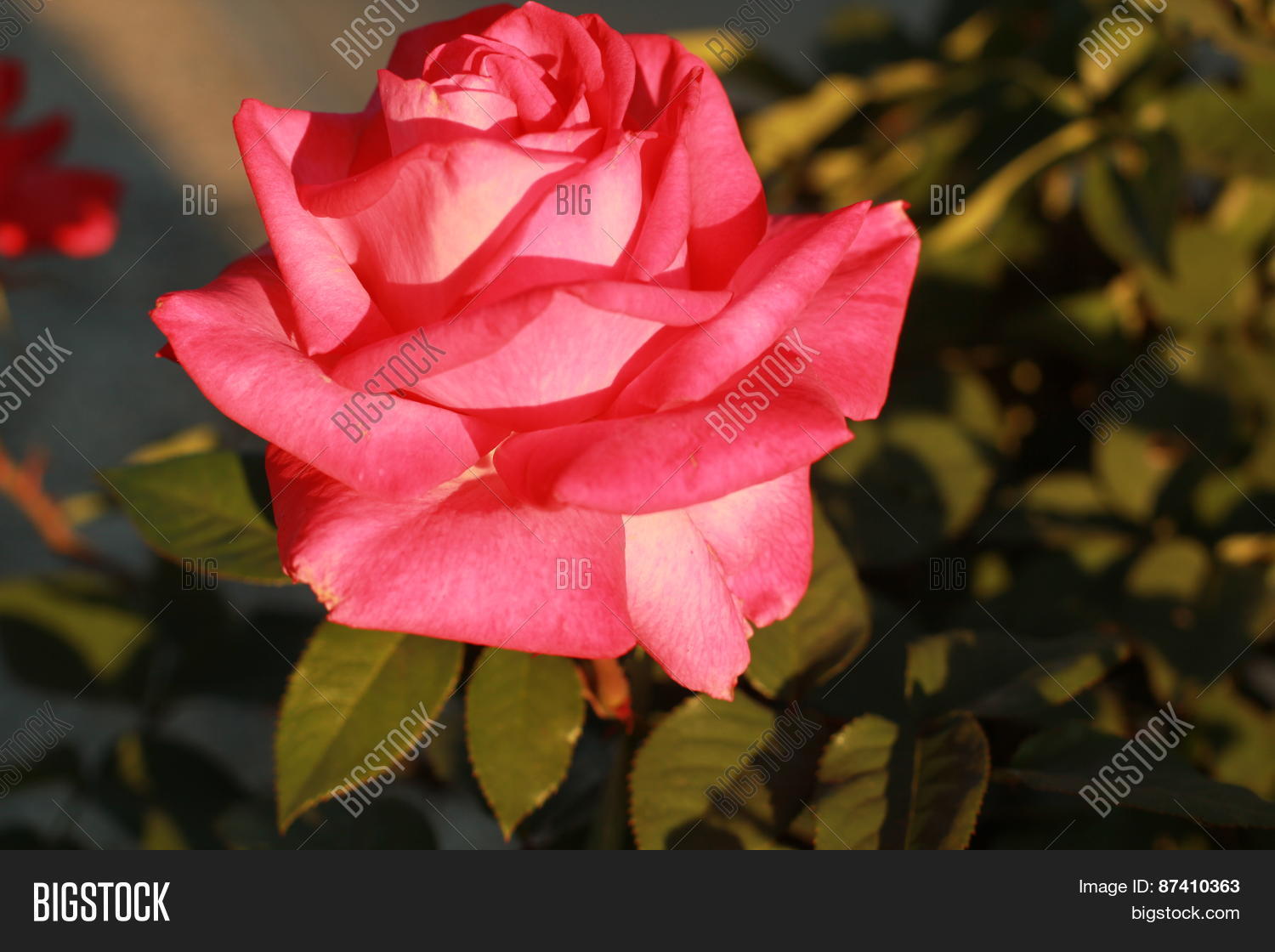 Warm Pink Rose Morning Image & Photo (Free Trial) | Bigstock