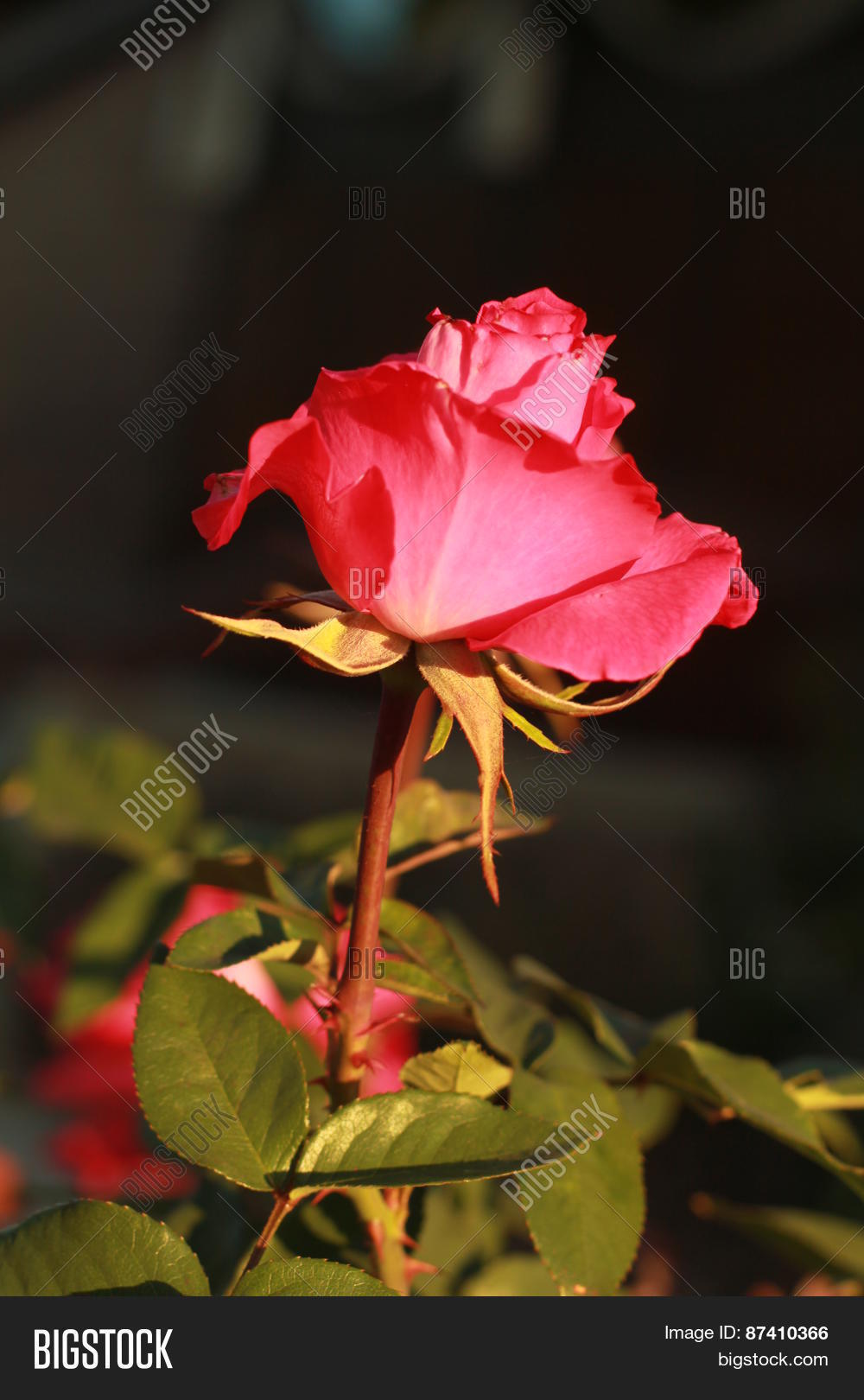 Pink Rose Viewed Side Image & Photo (Free Trial) | Bigstock