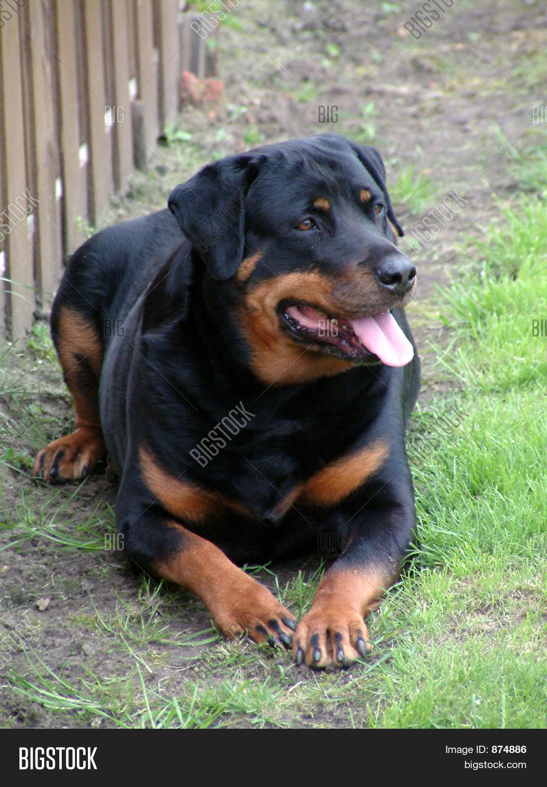 Dog. Rothweiler Image & Photo (Free Trial) | Bigstock