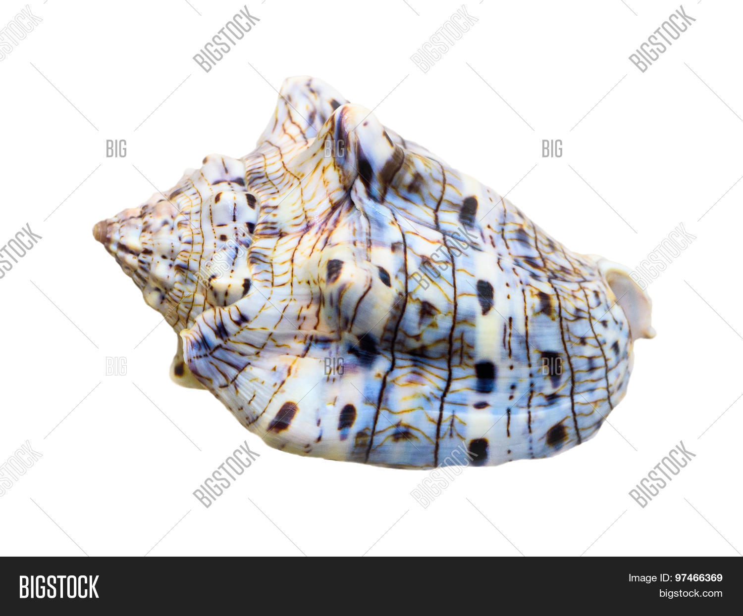 Shell Voluta Musica Image & Photo (Free Trial) | Bigstock