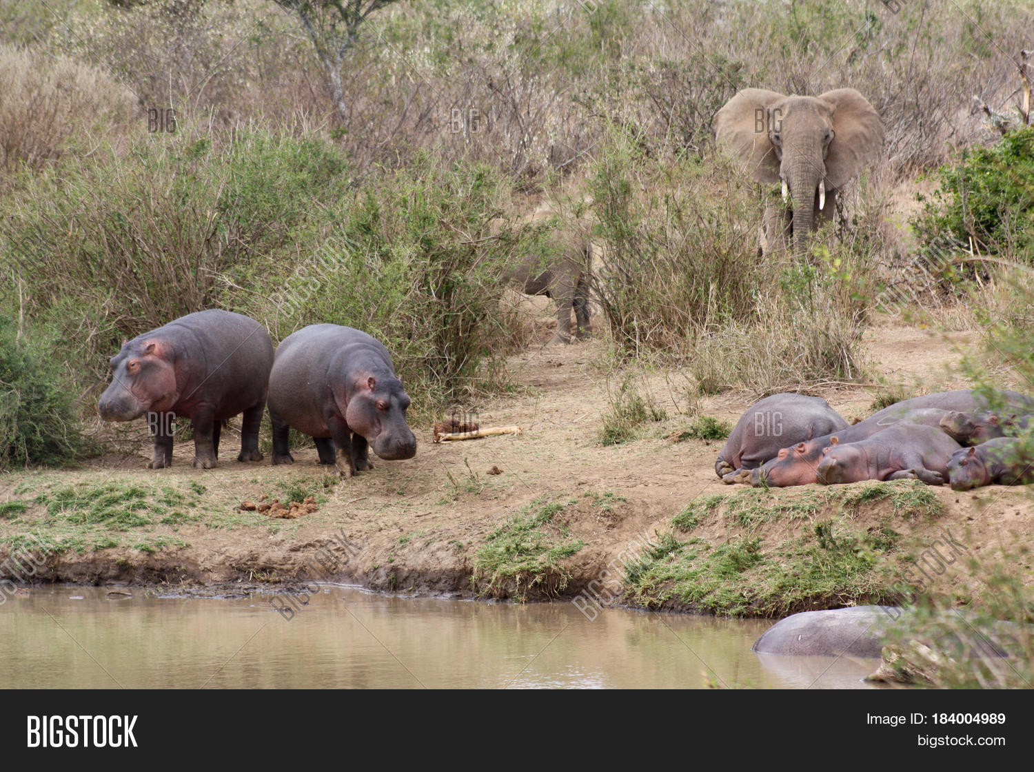 Hippos Rest By River Image & Photo (Free Trial) | Bigstock