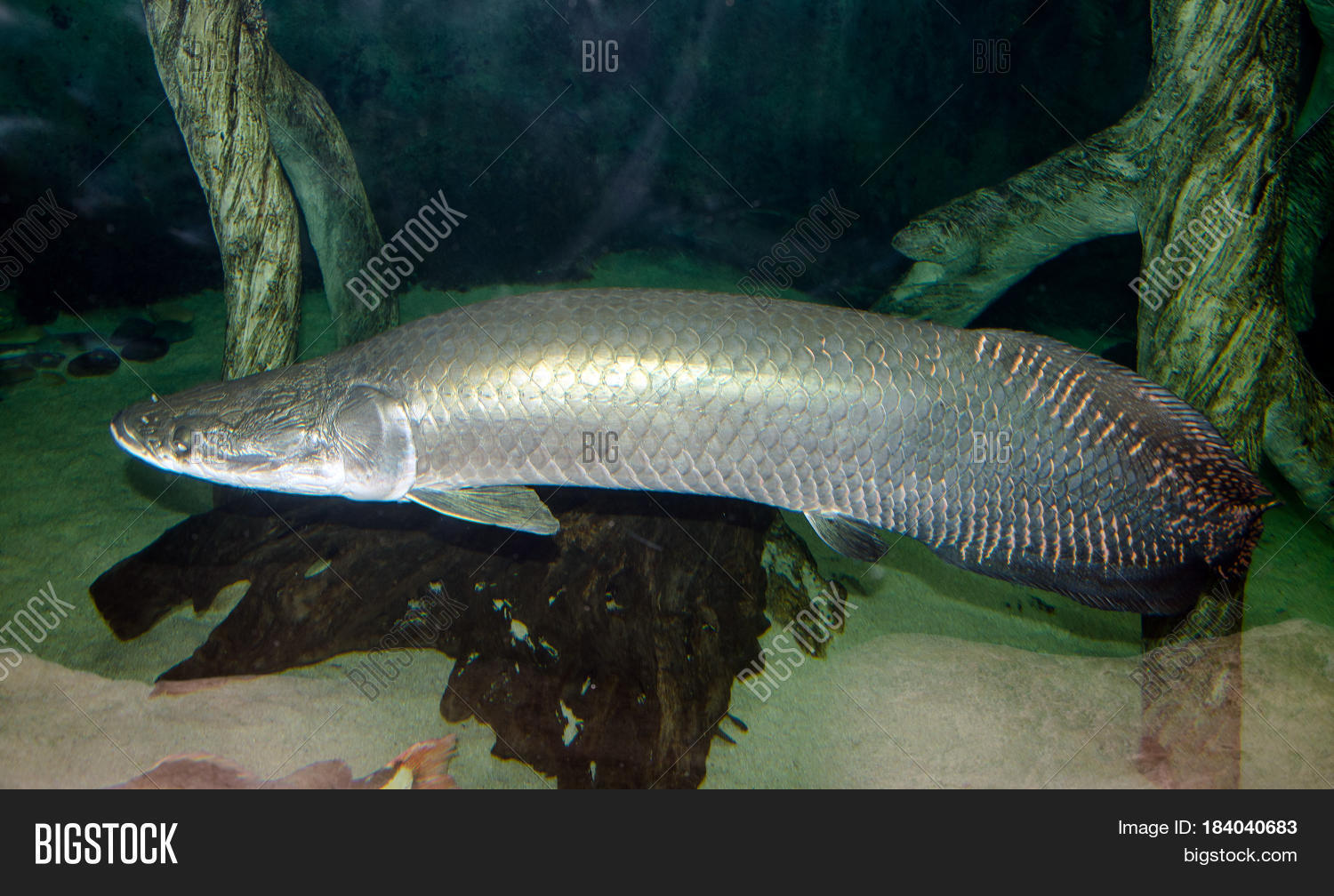 Silver Arowana Swim Image & Photo (Free Trial) | Bigstock