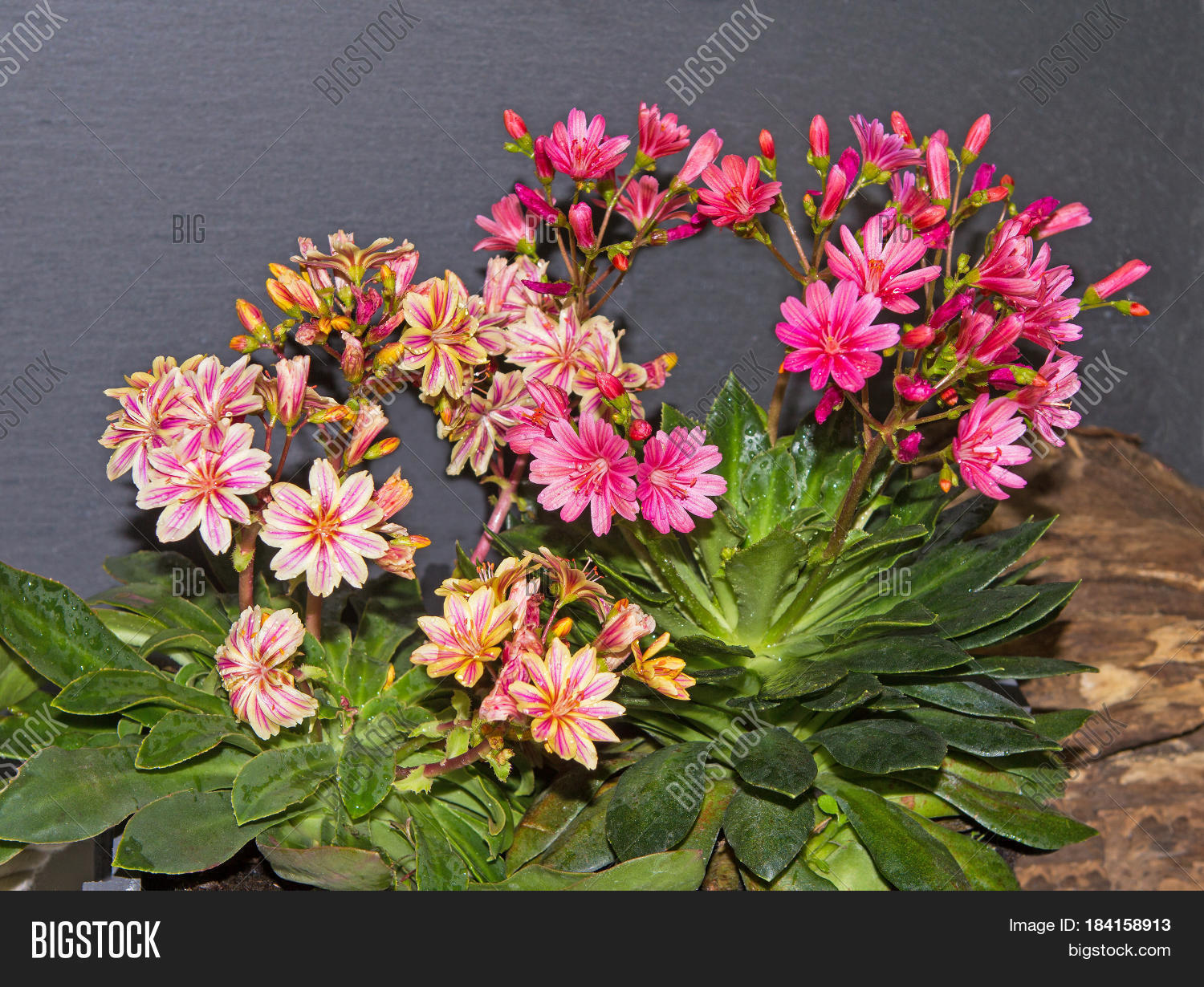 Blossoms Lewisia Image & Photo (Free Trial) | Bigstock