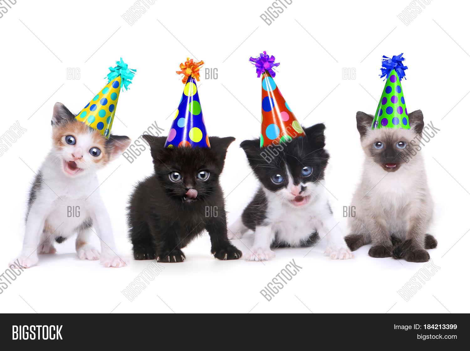 Singing Kittens On Image & Photo (Free Trial) | Bigstock