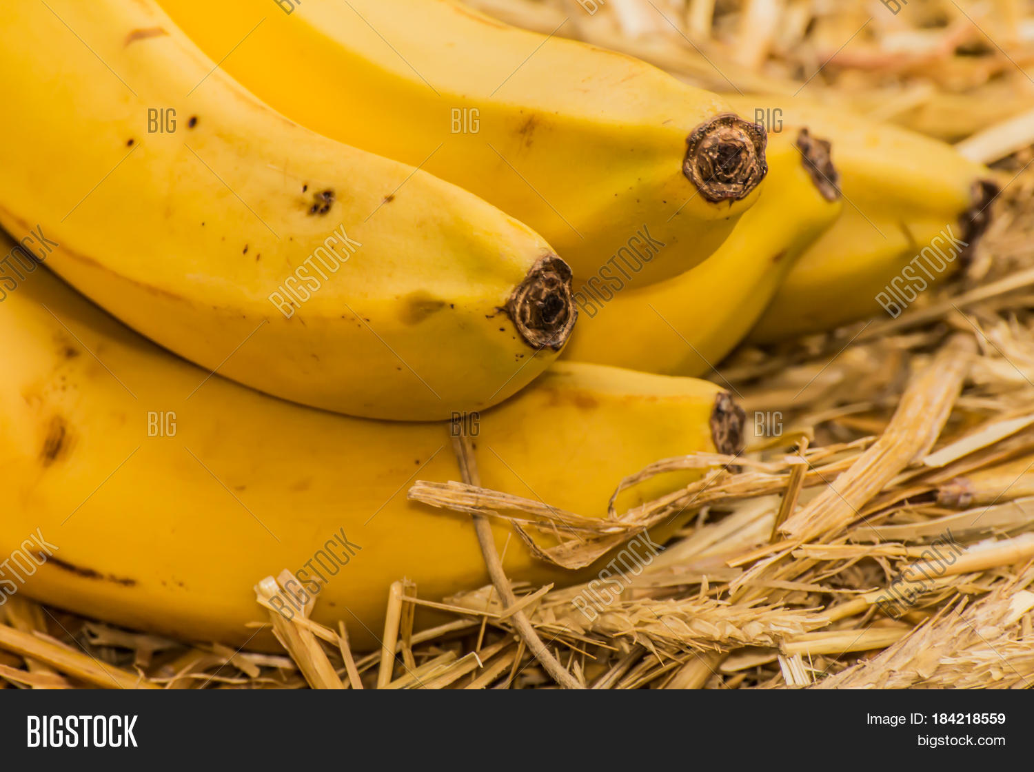 Organic Bananas (latin Image & Photo (Free Trial) | Bigstock
