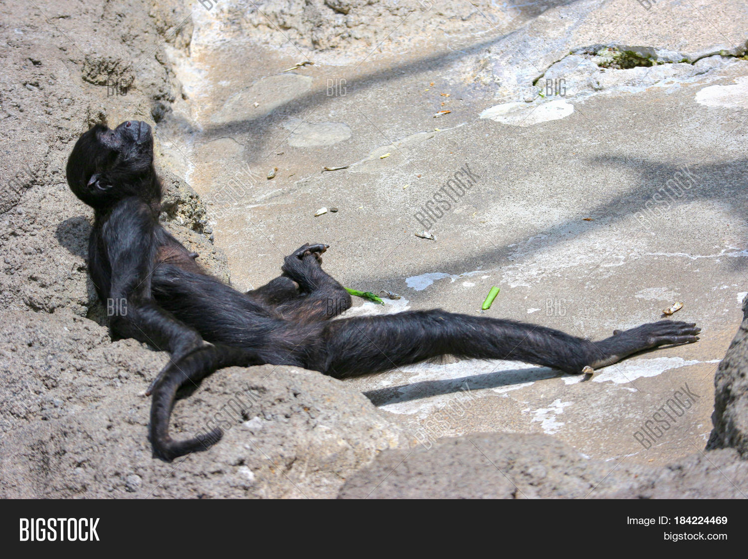 Black Atelidae Monkey Image & Photo (Free Trial) | Bigstock