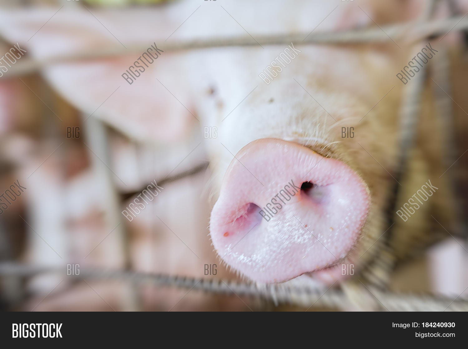 Pig Nose Image & Photo (Free Trial) | Bigstock