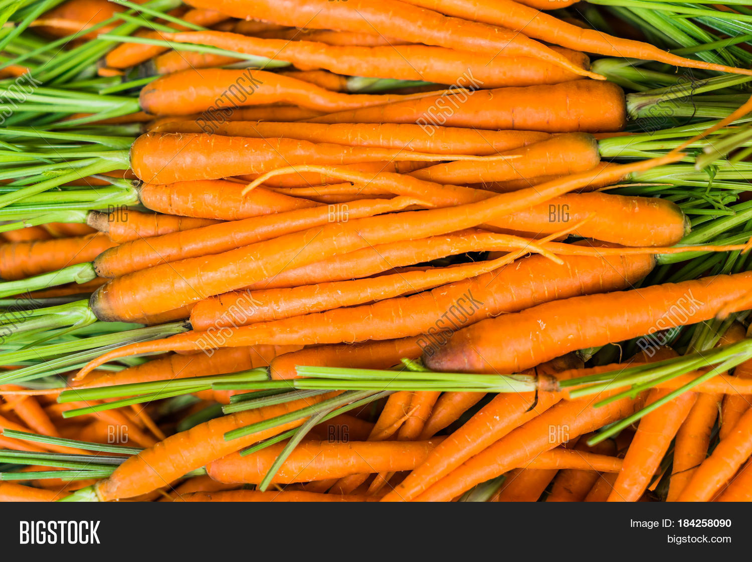 Baby Carrots. Fresh Image & Photo (Free Trial) | Bigstock