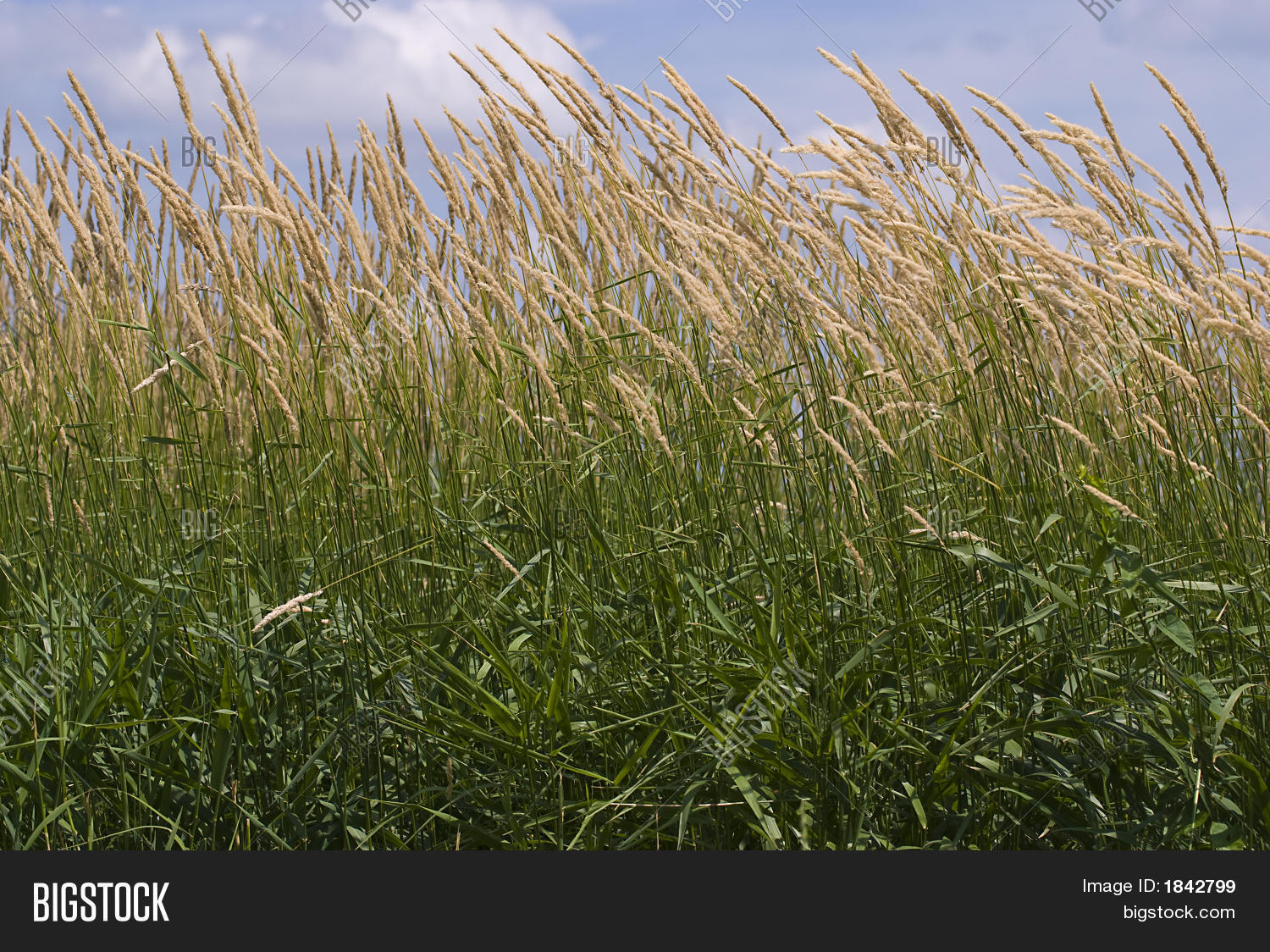 Tall Summer Grass Image & Photo (Free Trial) | Bigstock