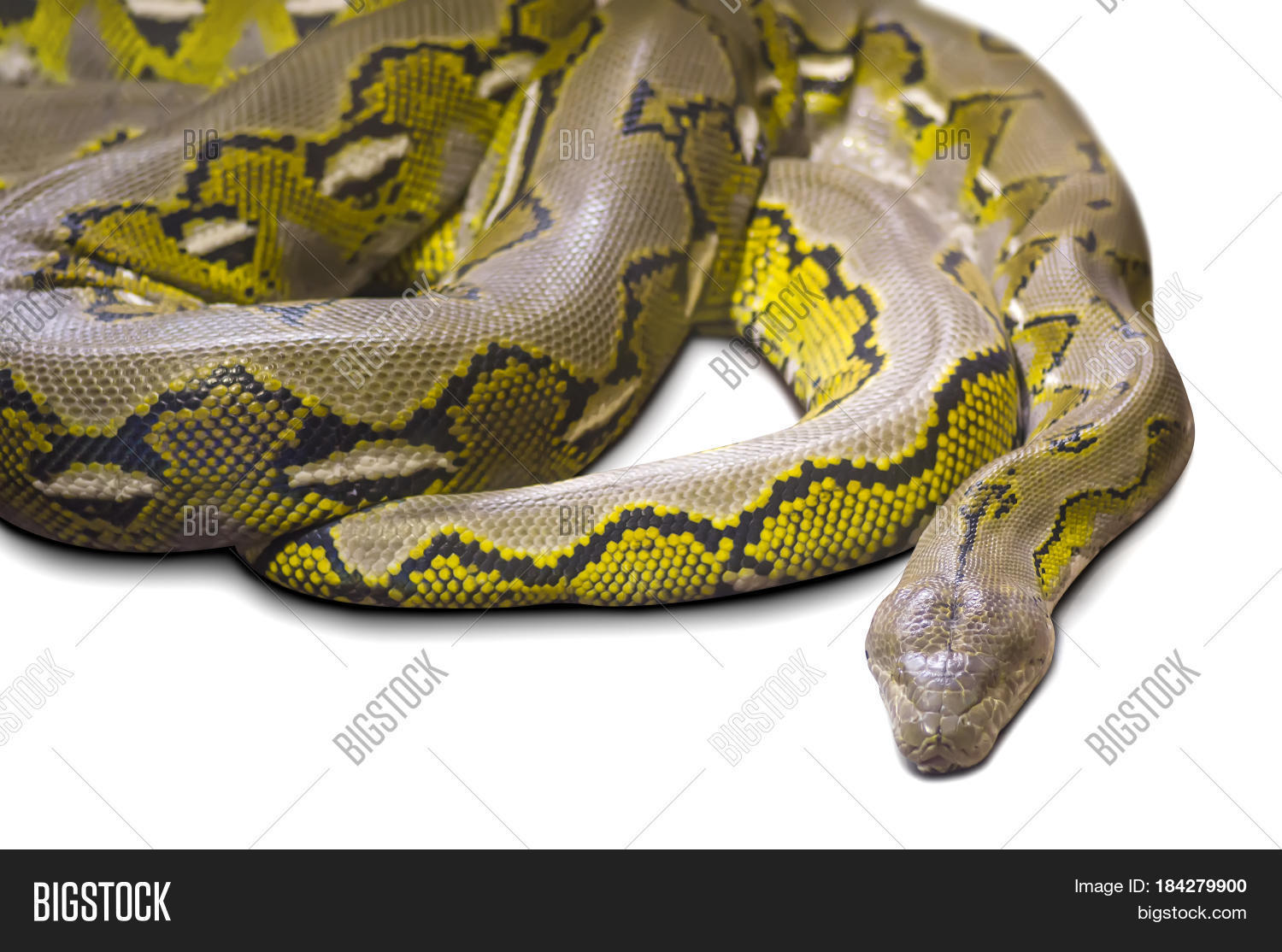 Python Large Photo Image & Photo (Free Trial) | Bigstock