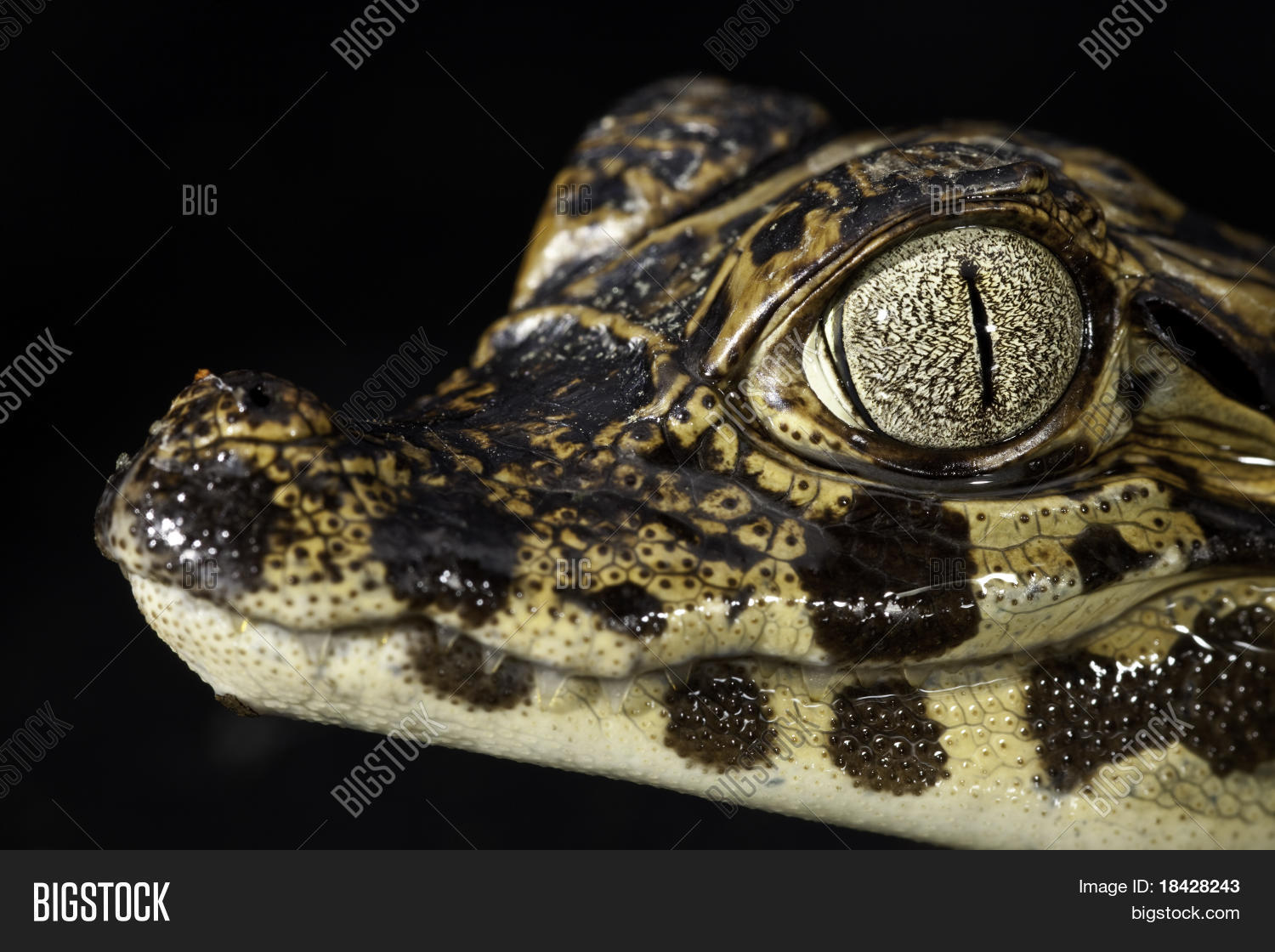 Cayman Reptile Eye Image & Photo (Free Trial) | Bigstock