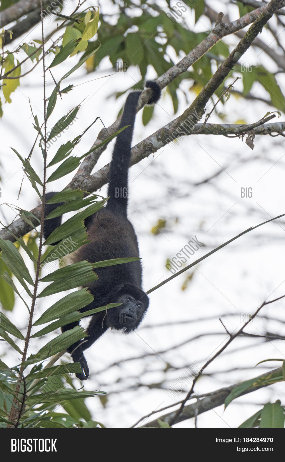 Howler Monkey Hanging Image & Photo (Free Trial) | Bigstock