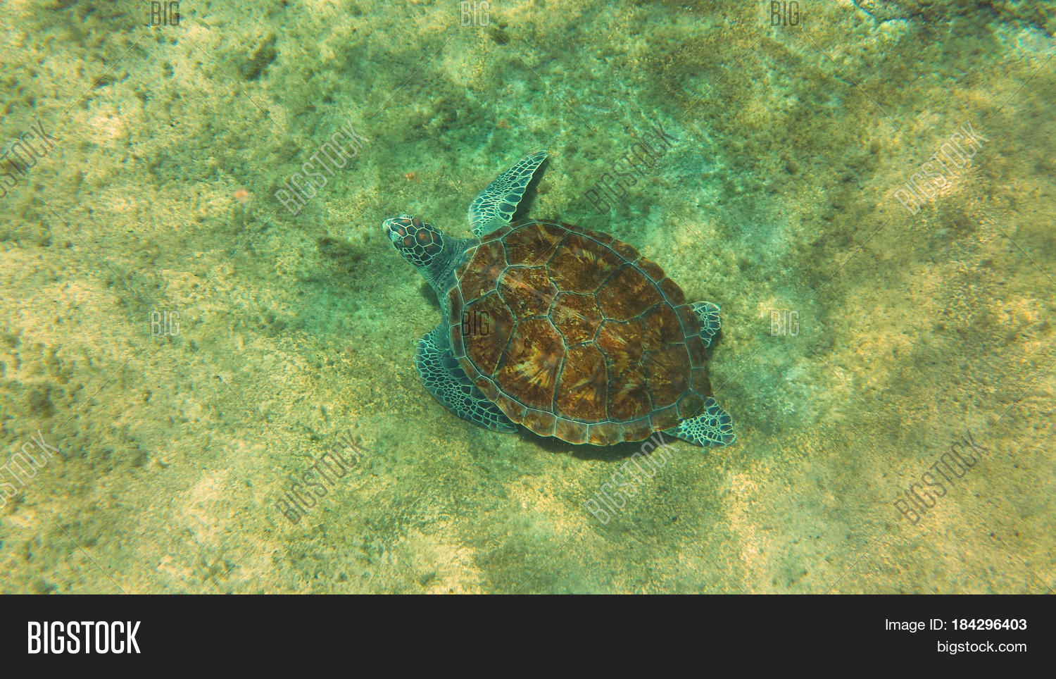 Chelonia Mydas, Known Image & Photo (Free Trial) | Bigstock