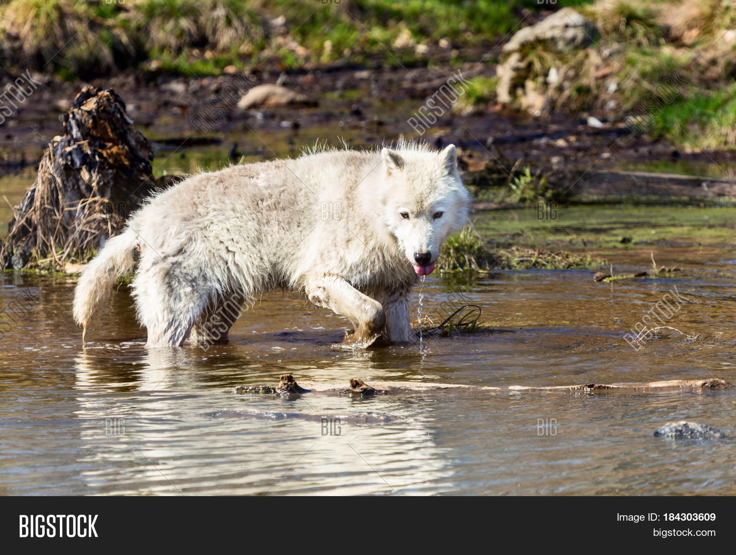 White Arctic Wolf Image & Photo (Free Trial) | Bigstock