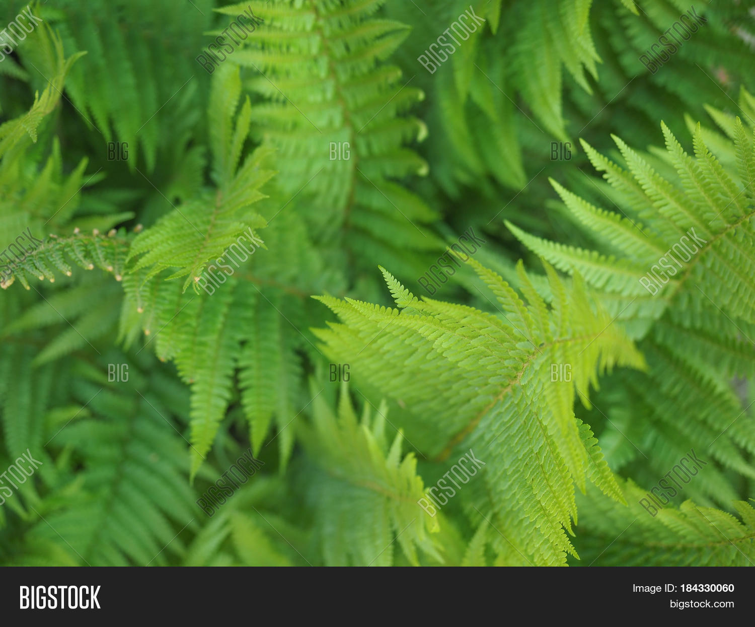 Green Fern Plant Image & Photo (Free Trial) | Bigstock
