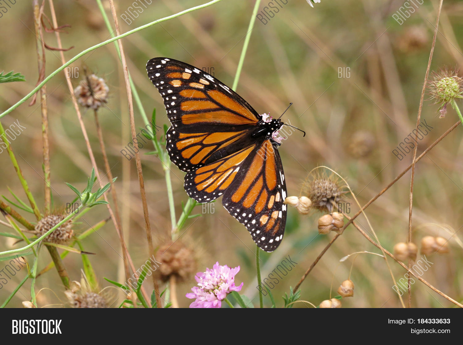 Butterfly Resting On Image & Photo (Free Trial) | Bigstock