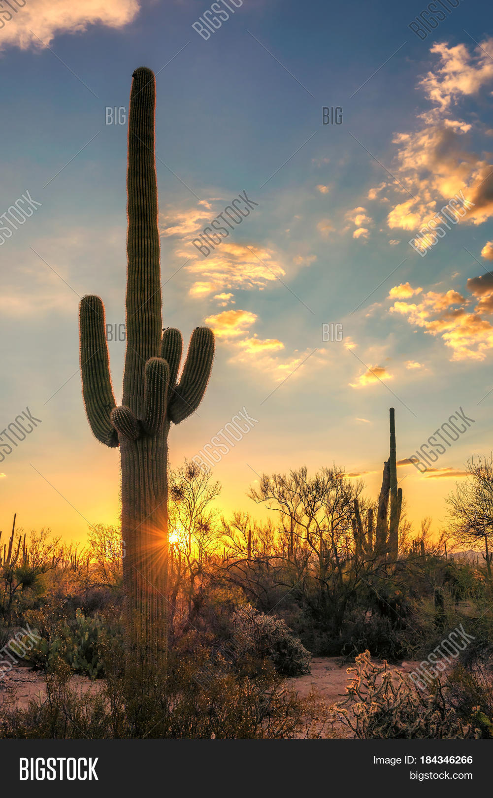 Saguaro Cactus Sunset Image & Photo (Free Trial) | Bigstock