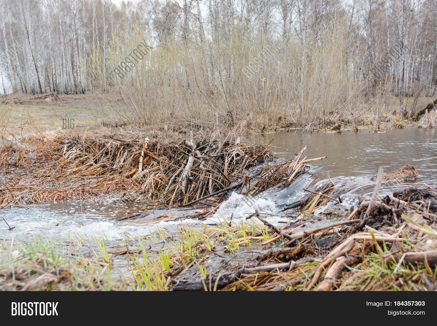 Beaver Dam. Dam Image & Photo (Free Trial) | Bigstock