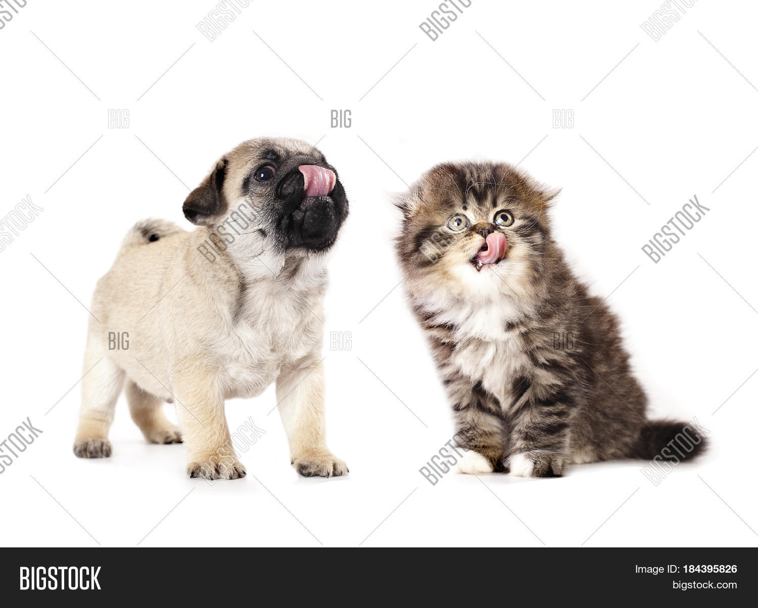 Pug Puppy Kitten Image & Photo (Free Trial) | Bigstock