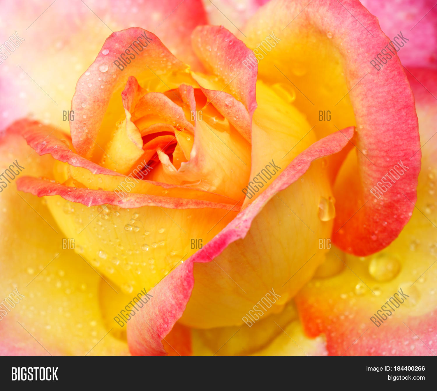 Yellow Roses With Water Drops
