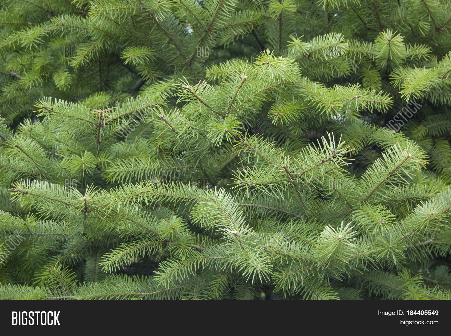 Needle Tree. Evegreens Image & Photo (Free Trial) | Bigstock