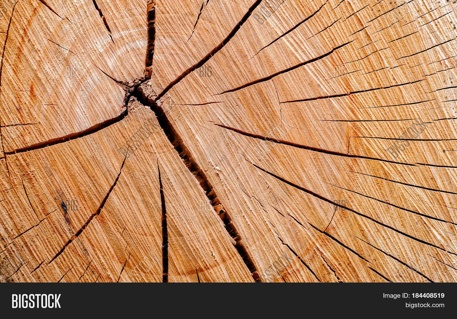 Cross-section Tree Image & Photo (Free Trial) | Bigstock