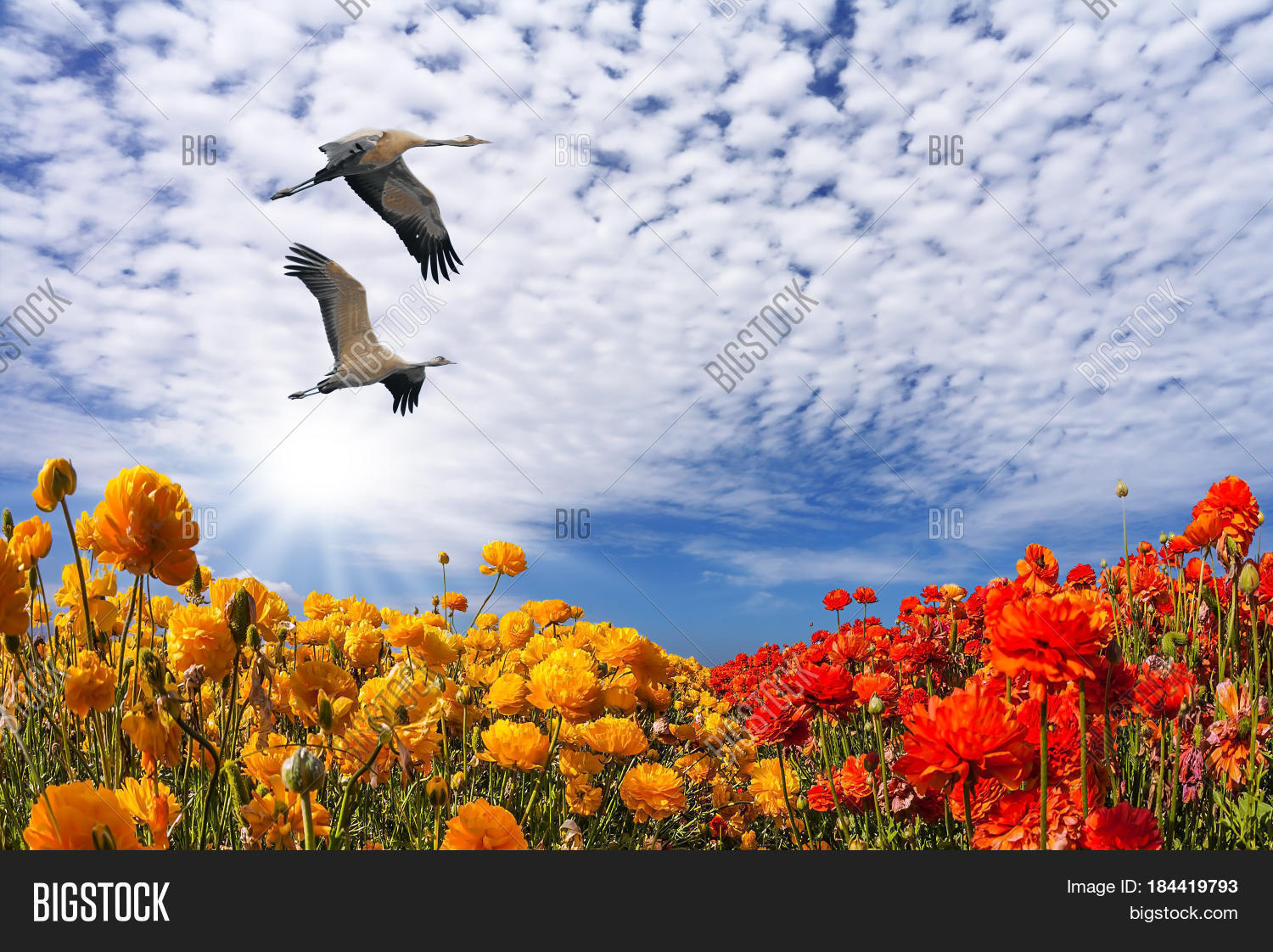 Two Large Birds Flying Image & Photo (Free Trial) | Bigstock