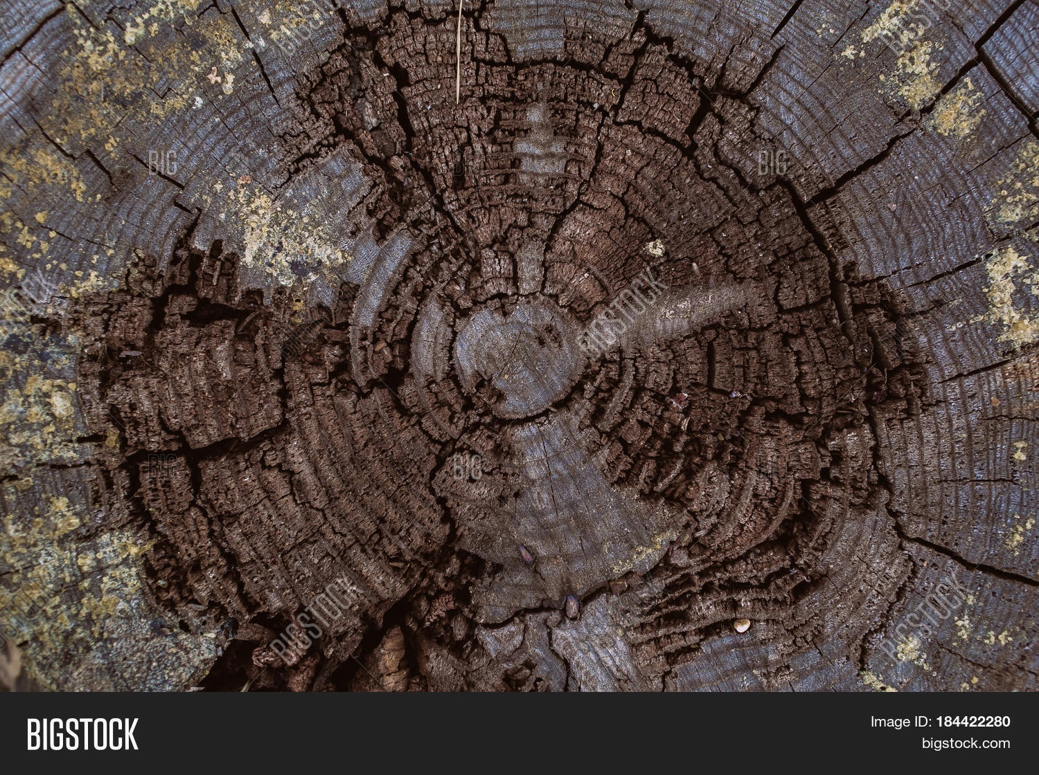 Tree Trunk Background Image & Photo (Free Trial) | Bigstock