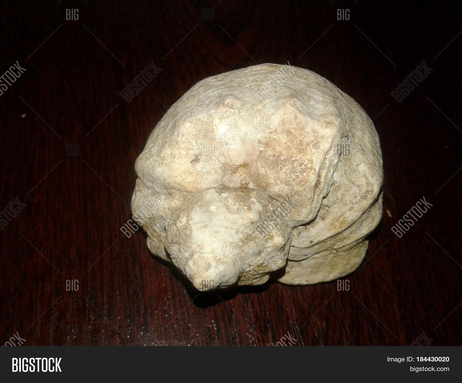 Shell - External Image & Photo (Free Trial) | Bigstock