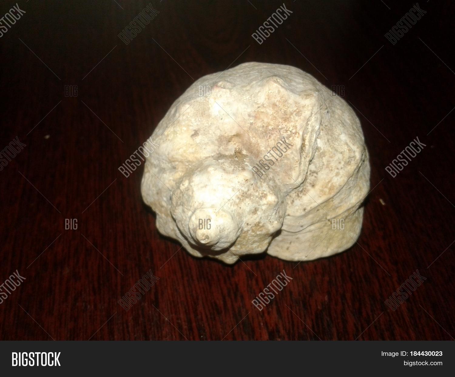 Shell - External Image & Photo (Free Trial) | Bigstock
