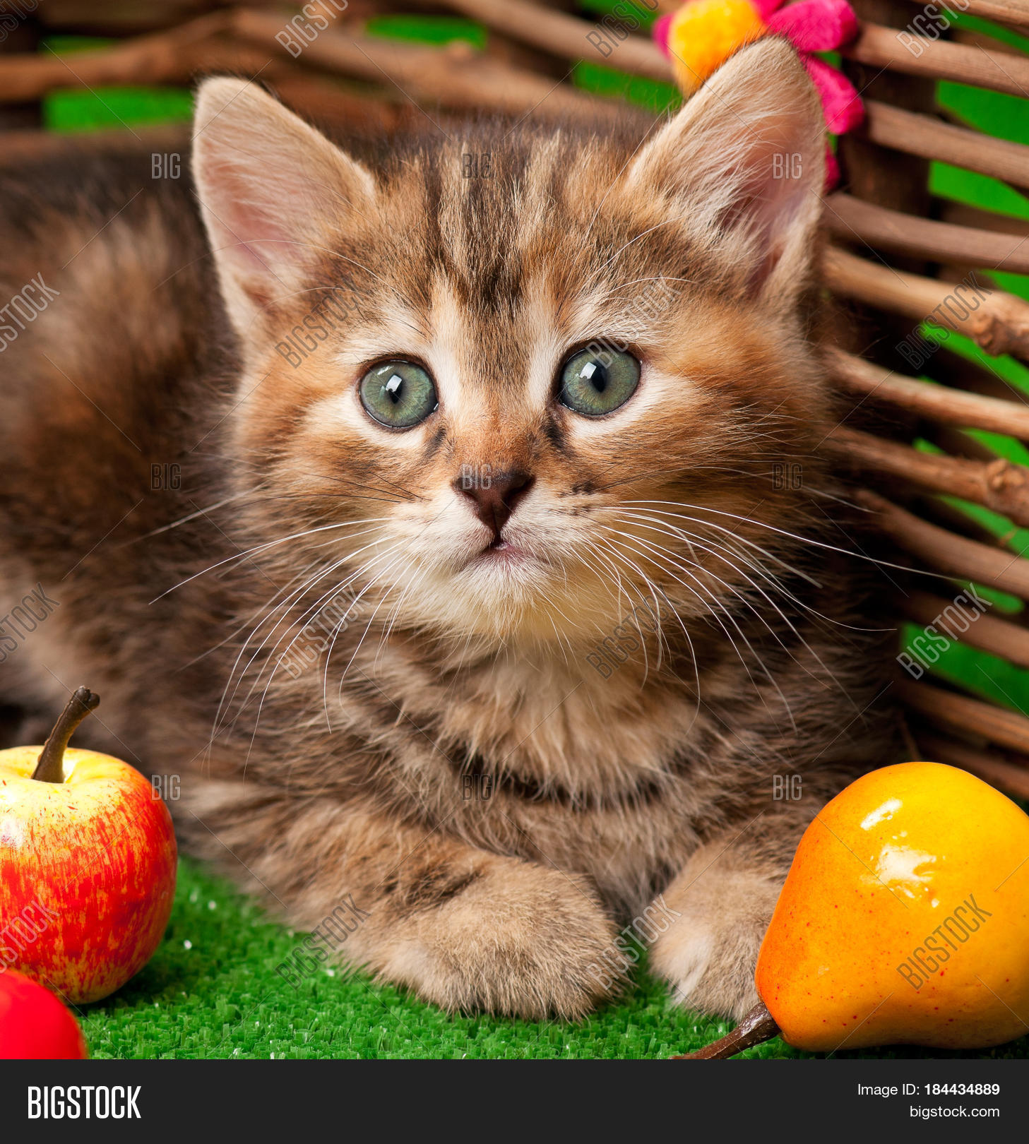 Cute Little Kitten Image & Photo (Free Trial) | Bigstock