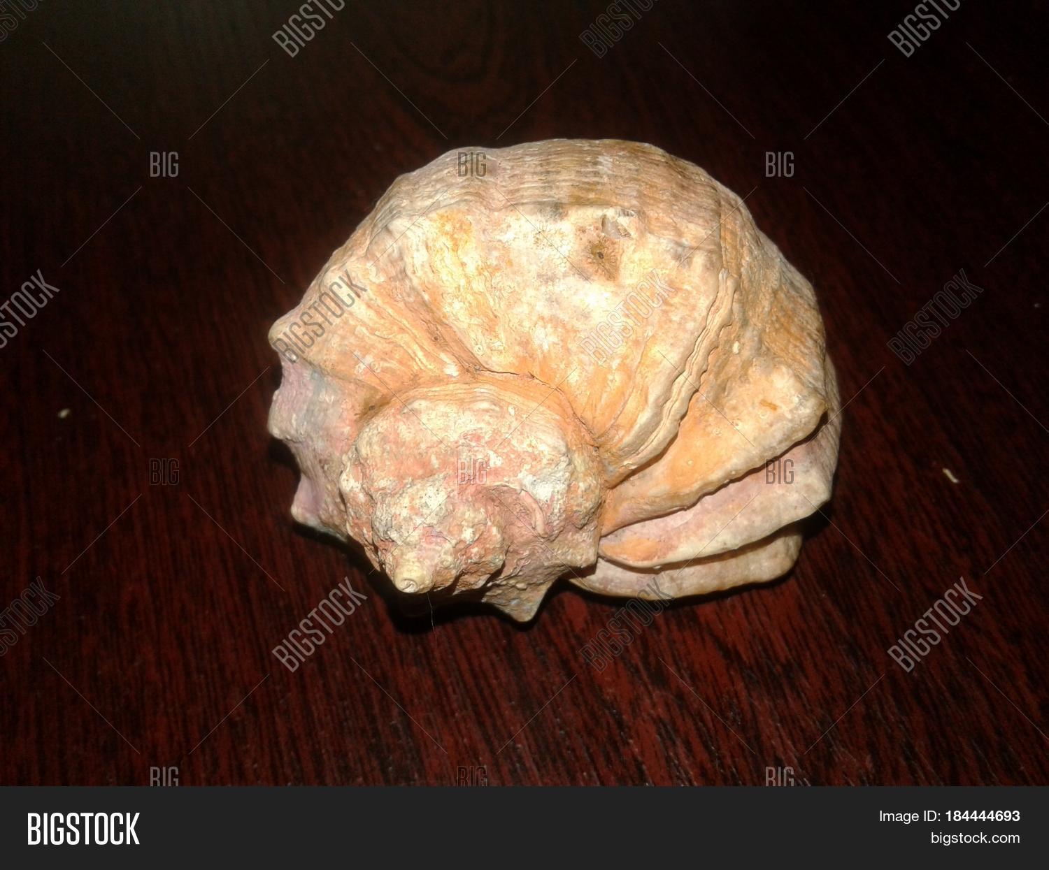Shell - External Image & Photo (Free Trial) | Bigstock