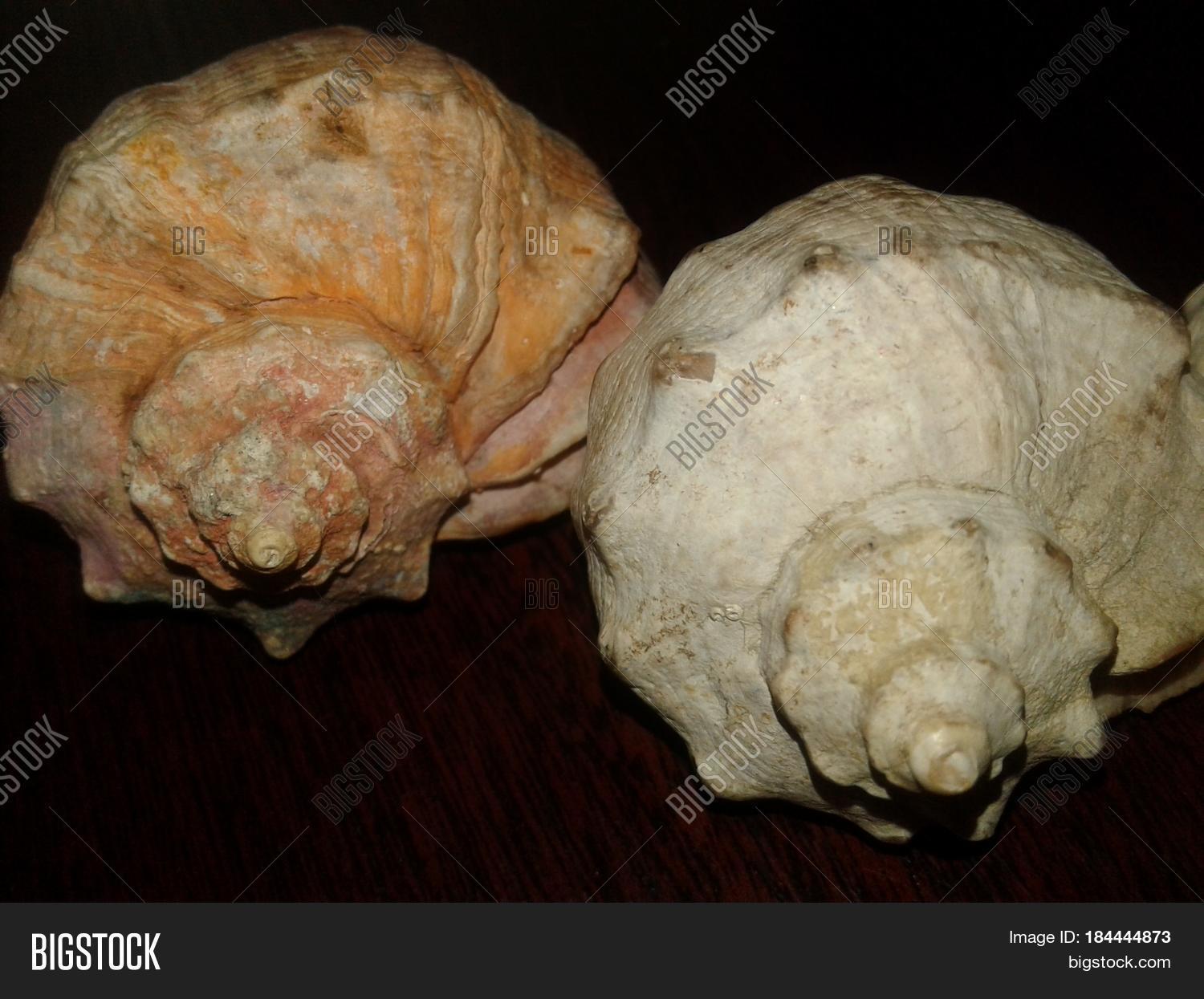 Shell - External Image & Photo (Free Trial) | Bigstock