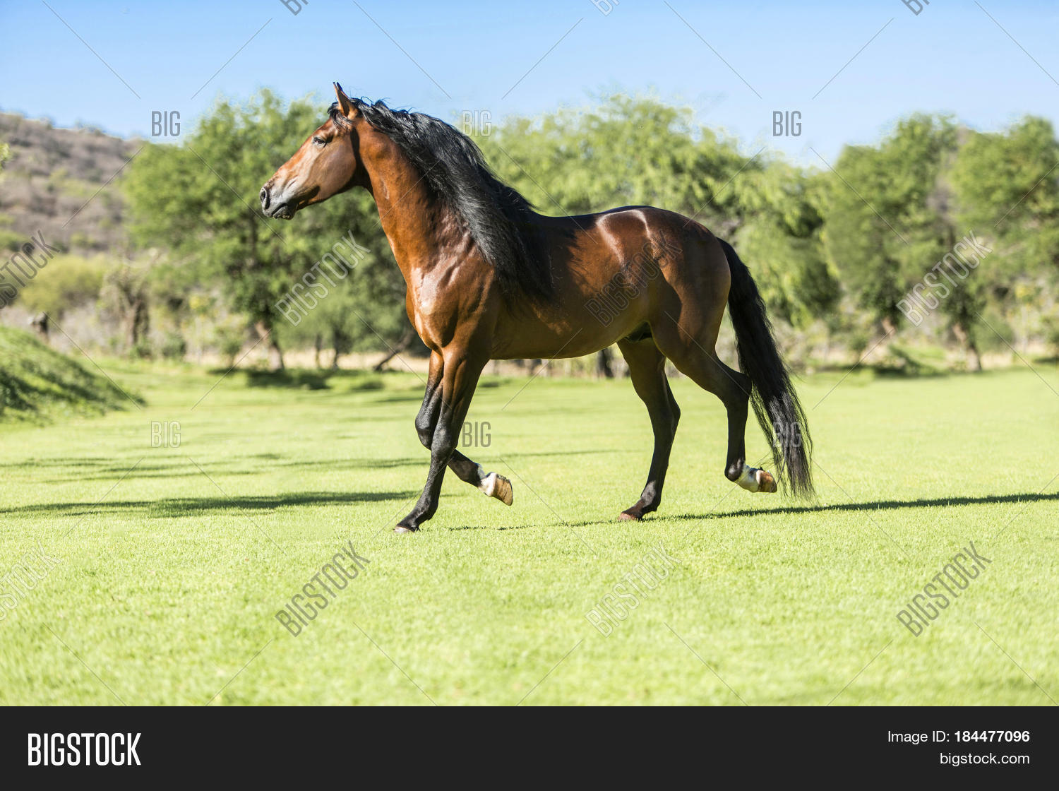 Thoroughbred Wild Image & Photo (Free Trial) | Bigstock