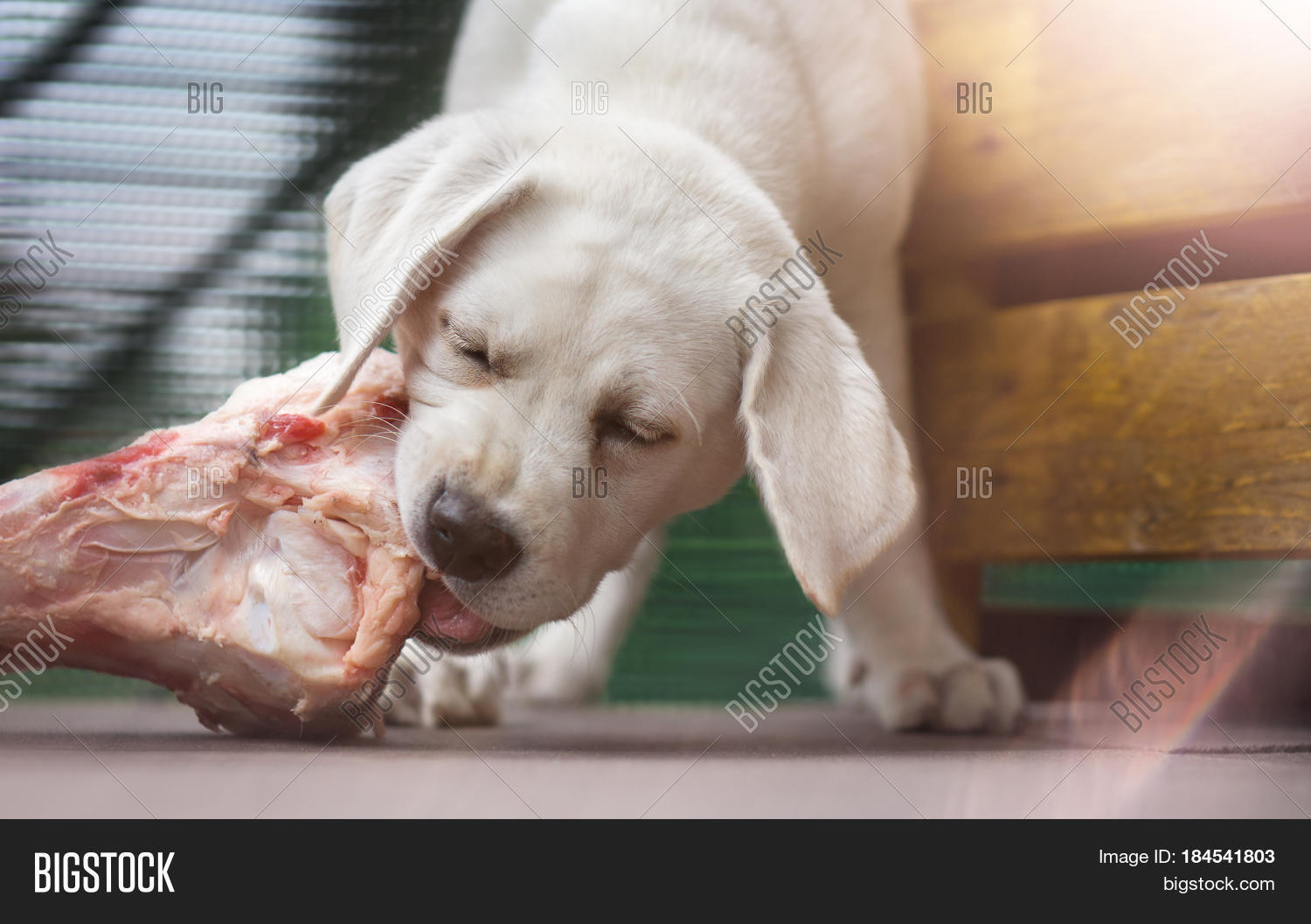 Young Hungry Labrador Image & Photo (Free Trial) | Bigstock
